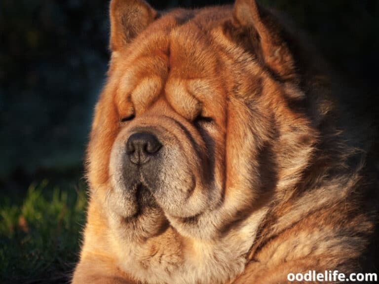 Chow Pei Breed Guide (Chow Chow Shar Pei Mix) - Oodle Life