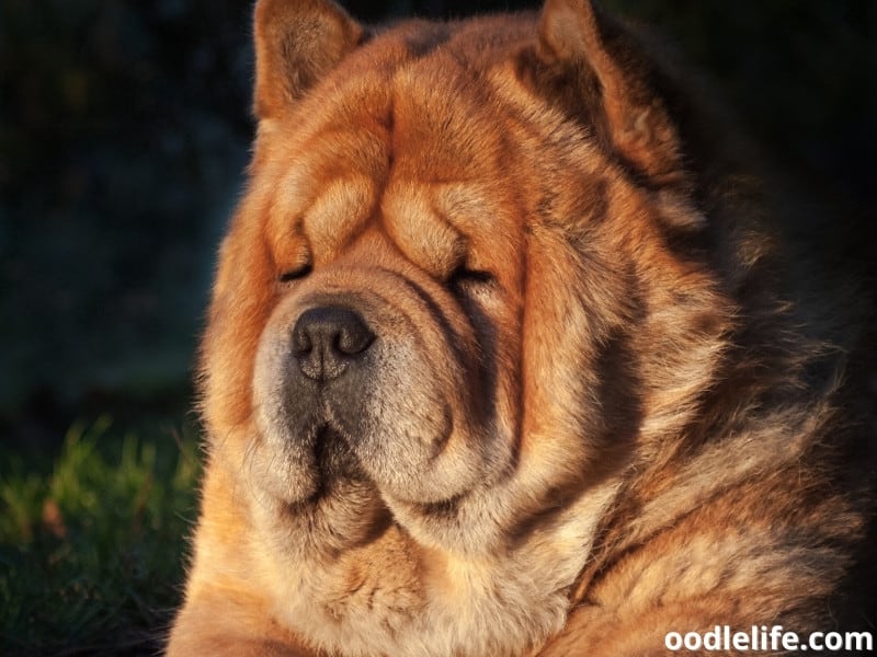 Chow Pei Breed Guide (Chow Chow Shar Pei Mix) - Oodle Life