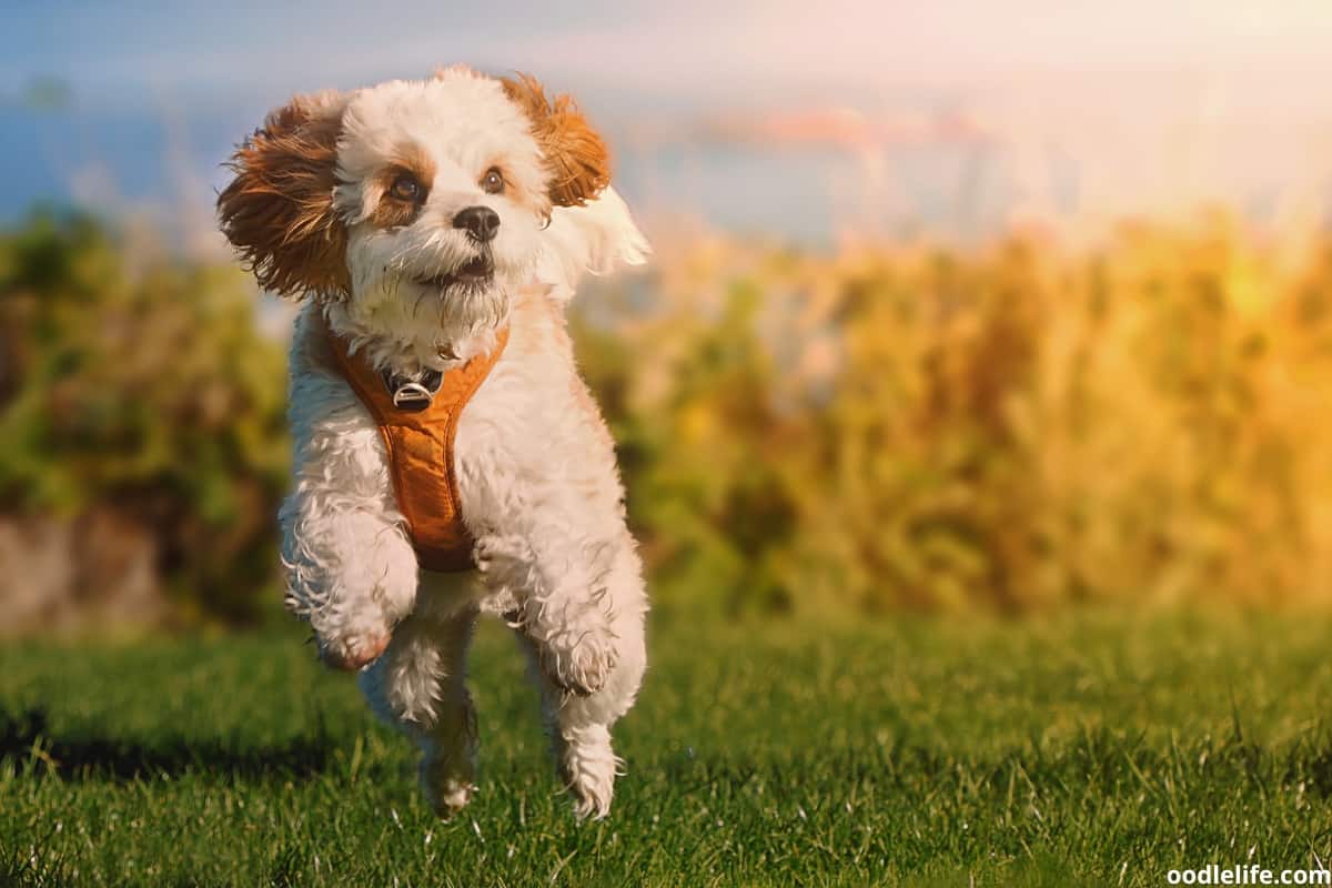 Cavapoo Tails - What They Look Like, Tail Docking, Injuries, And Tail ...