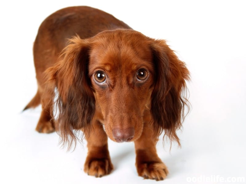 Why Do Dogs Flinch When You Touch Their Paws