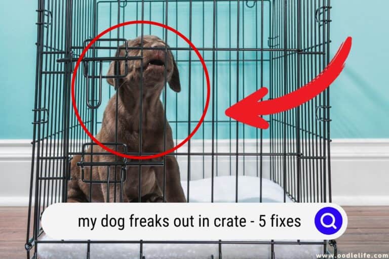 Help! My Dog FREAKS Out In A Crate (5 Fixes) - Oodle Life