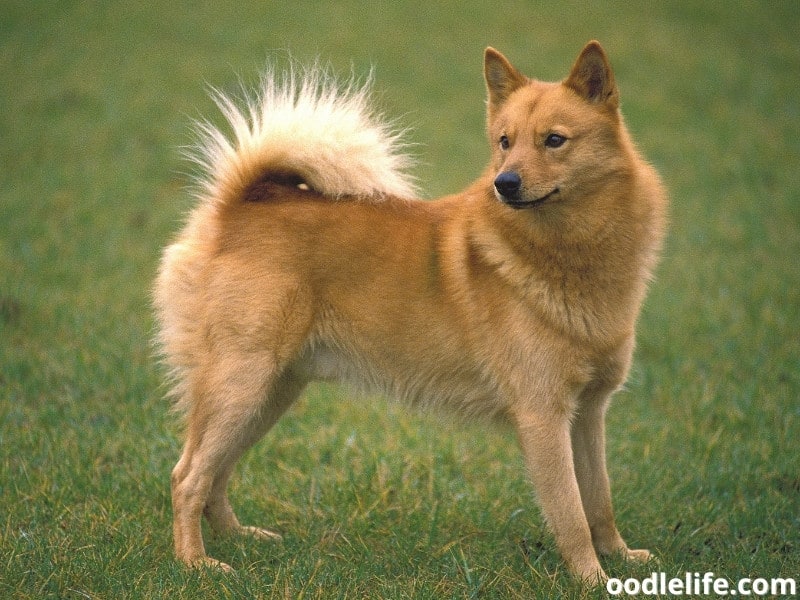 11 Dog Breeds That Look Like A Fox (Photos!) - Oodle Life