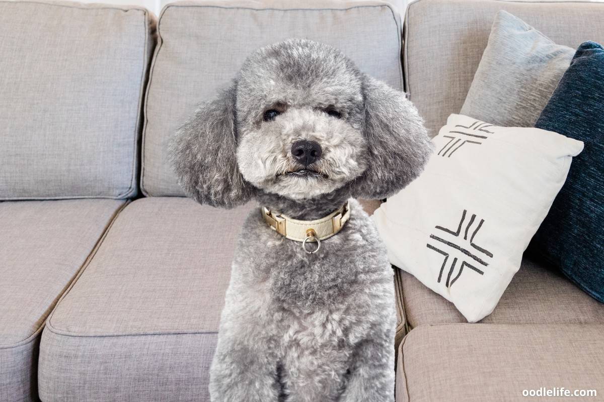 The Ultimate Poodle Teddy Bear Cut Guide (Photos And Instructions ...