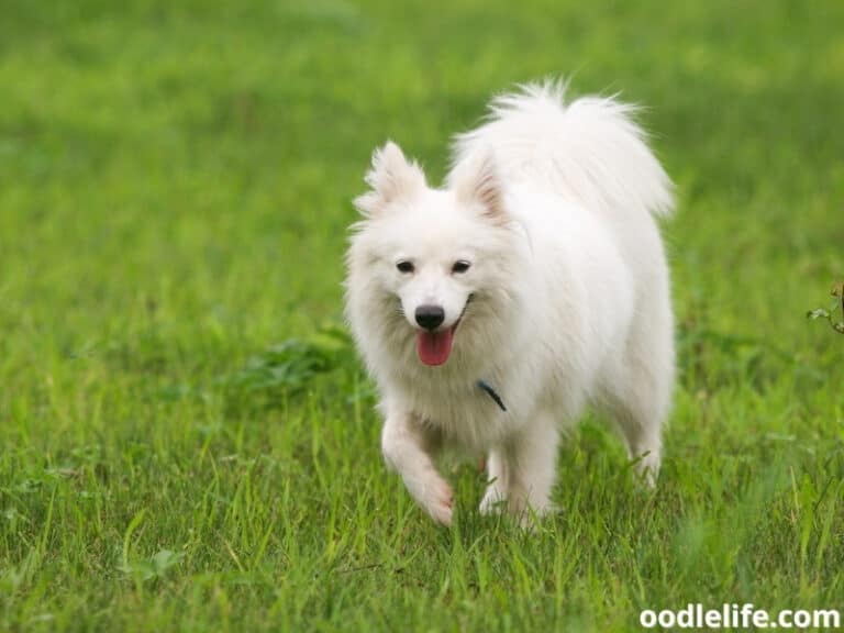 11 Dog Breeds That Look Like A Fox (Photos!) - Oodle Life