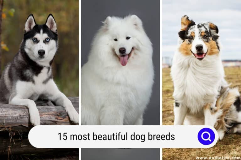 15 Most Beautiful Dog Breeds (with Pictures) - Oodle Life