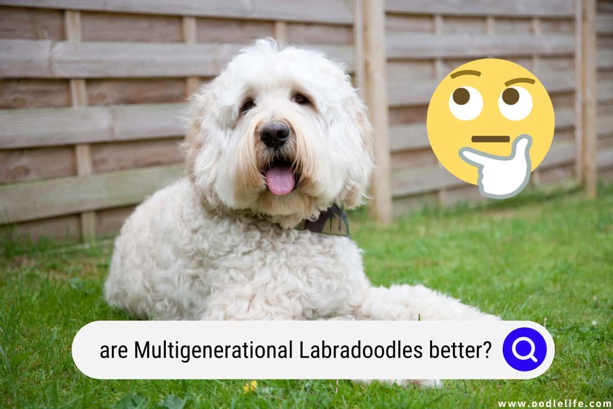 What Is A Multi Generational Labradoodle And Are They Better
