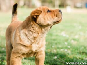 Chow Pei Breed Guide (Chow Chow Shar Pei Mix) - Oodle Life