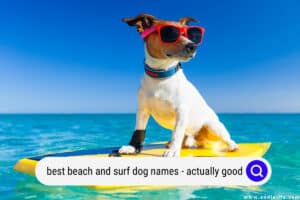 Best Beach And Surf Dog Names (Actually Good) - Oodle Life