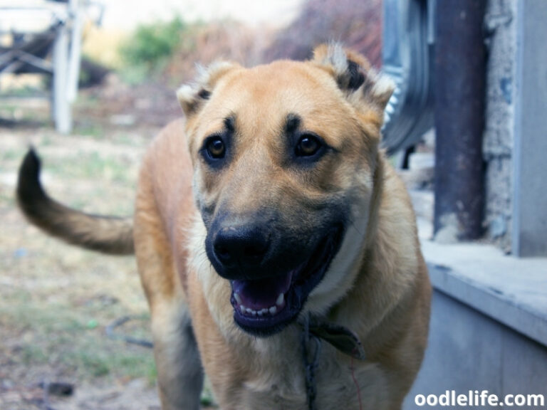 What Dogs Can Kill A Wolf? (Breed Photos) - Oodle Life