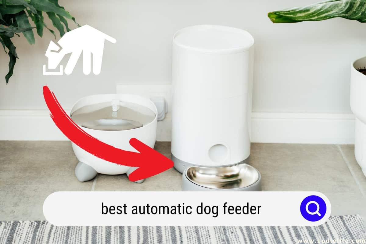 The Best Automatic Dog Feeder Of 2025 - OodleLife®
