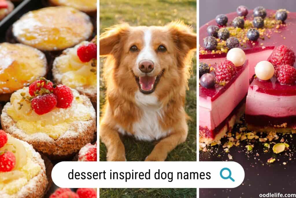 101+ Actually Good Dessert Dog Names (Cakes, Candy + Cookies!) - Oodle Life