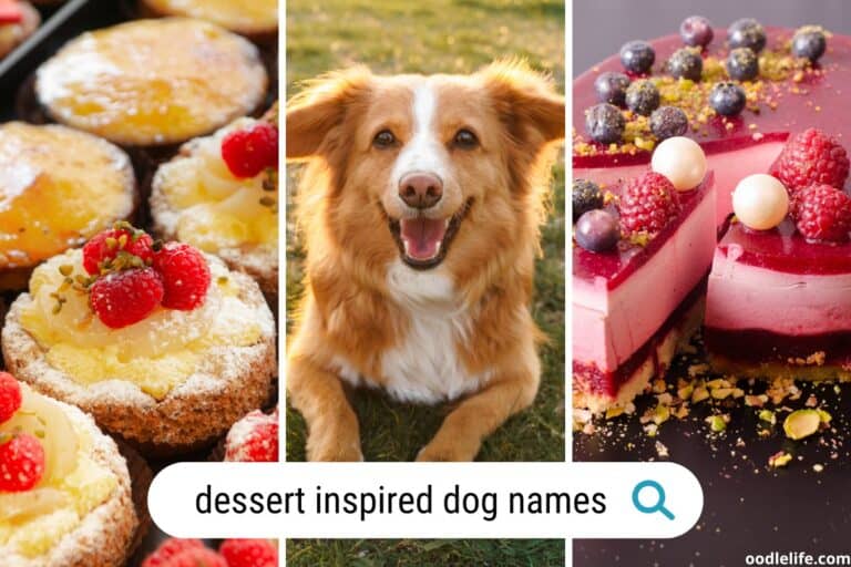 101+ Actually Good Dessert Dog Names (Cakes, Candy + Cookies!) - Oodle Life