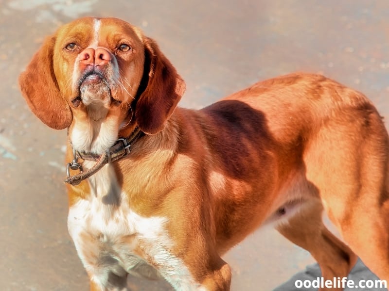 11 WEIRDEST Dog Breeds: Oddest In The World - Oodle Life