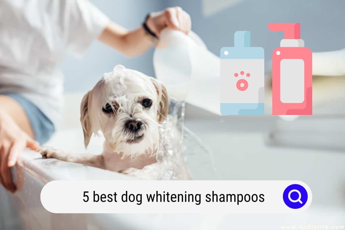 5 Best Dog Whitening Shampoos (2025) - OodleLife®