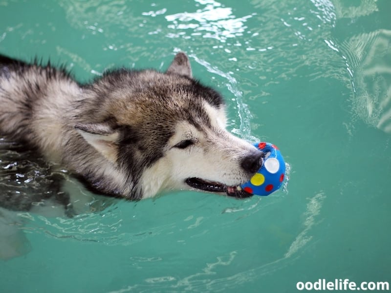 Can Huskies Go Swimming