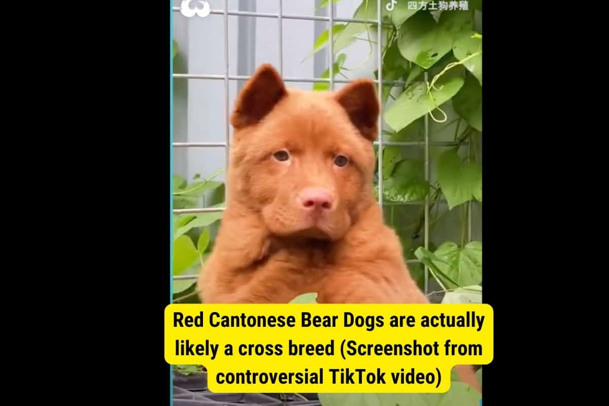 The Red Cantonese Bear Dog Is A HOAX (2023) - Oodle Life