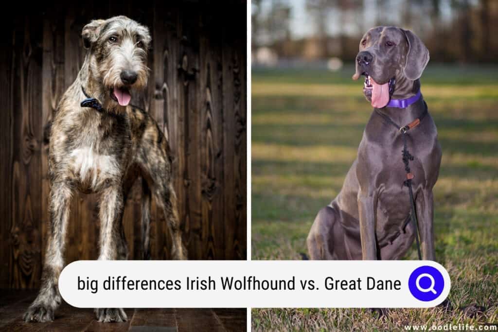 Big Differences Between Irish Wolfhound Vs Great Dane (Photos) - Oodle Life