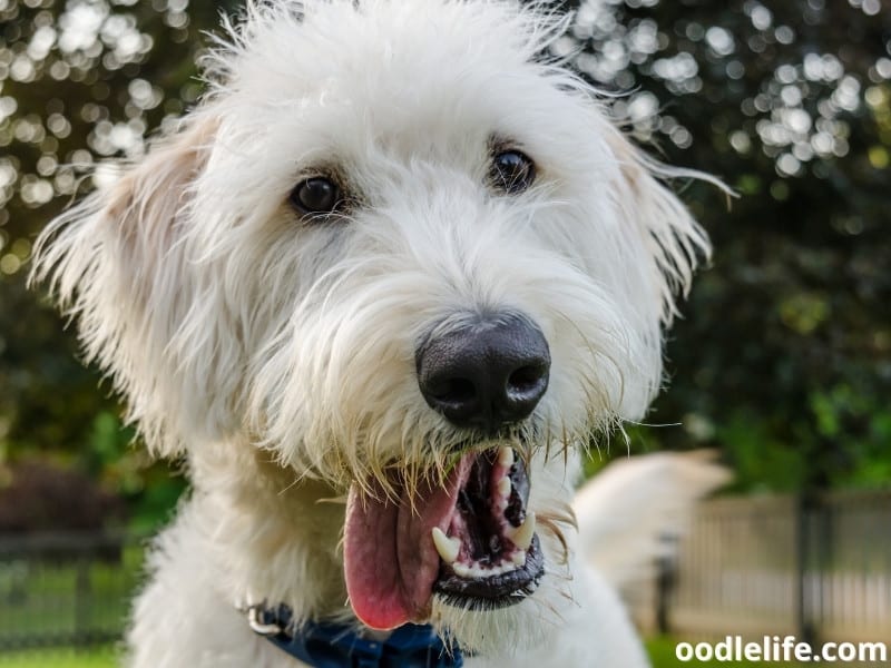 White Labradoodle Coat Color Guide! (2023) - Oodle Life