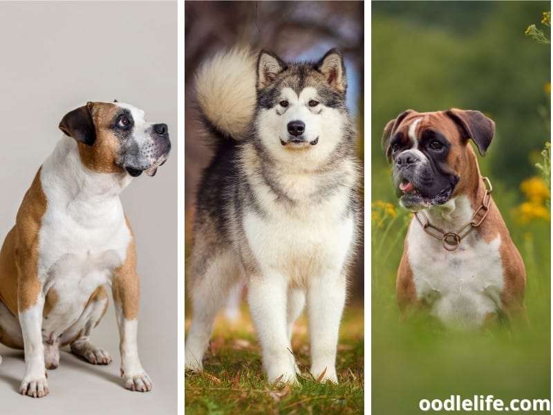 11 Most Loyal And Protective Dog Breeds - Oodle Life