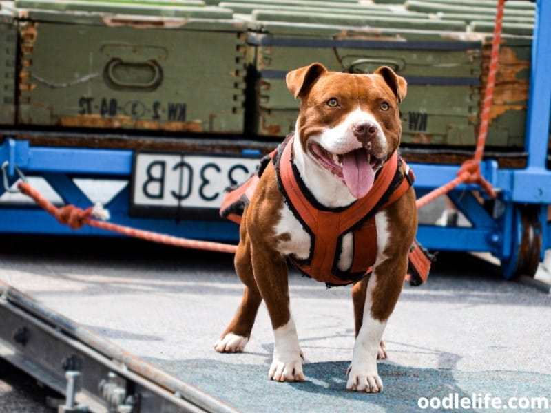 How Fast Can Pitbulls Run? Complete Guide On The Dog Breed - Oodle Life