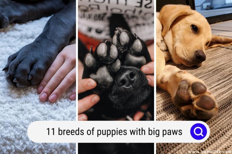 11 Breeds Of Puppies With BIG Paws (Photos) - Oodle Life