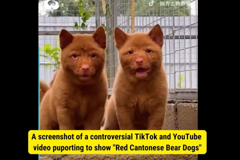 The Red Cantonese Bear Dog Is A HOAX (2023) - Oodle Life