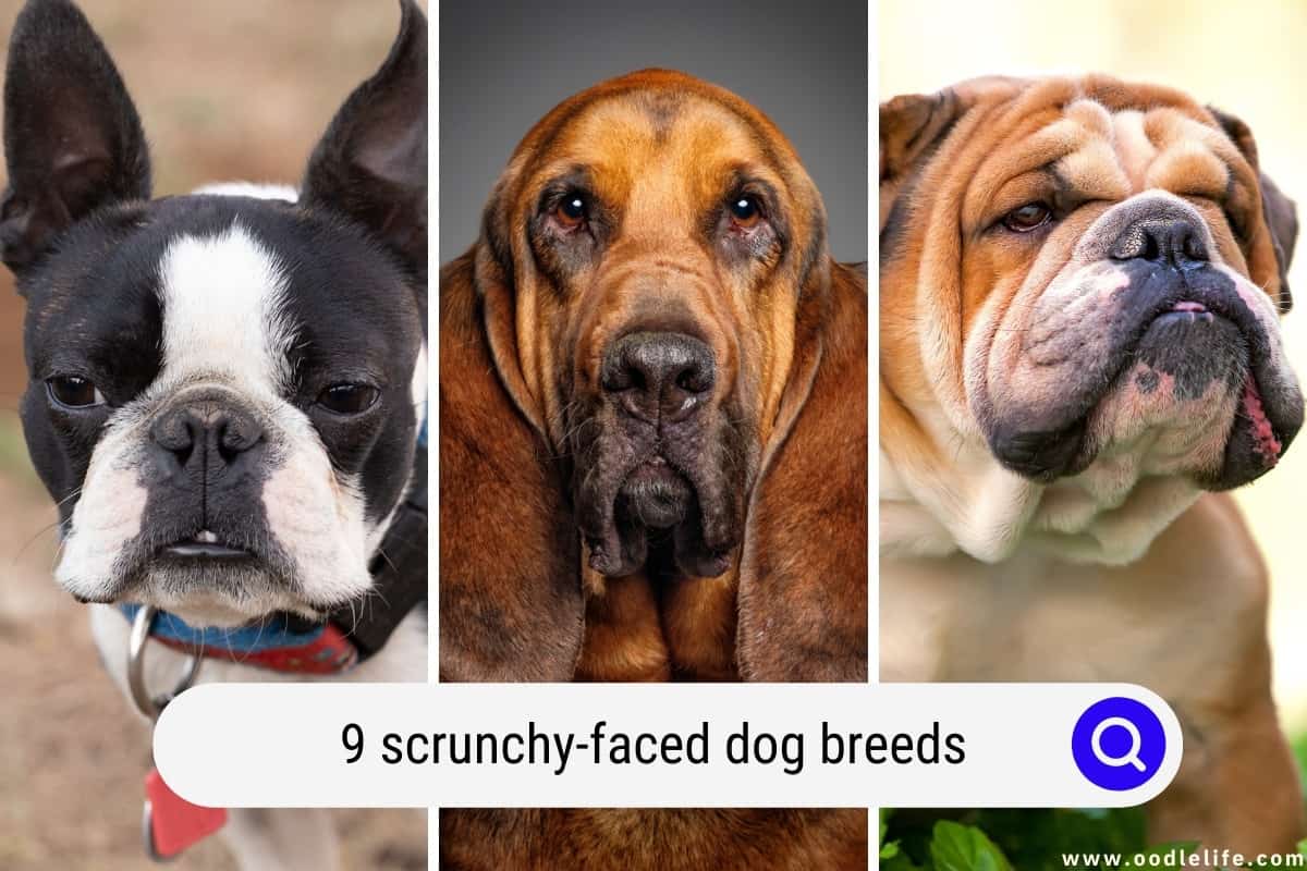 9 Scrunchy-Faced Dog Breeds With Pictures! (2024) - Oodle Life