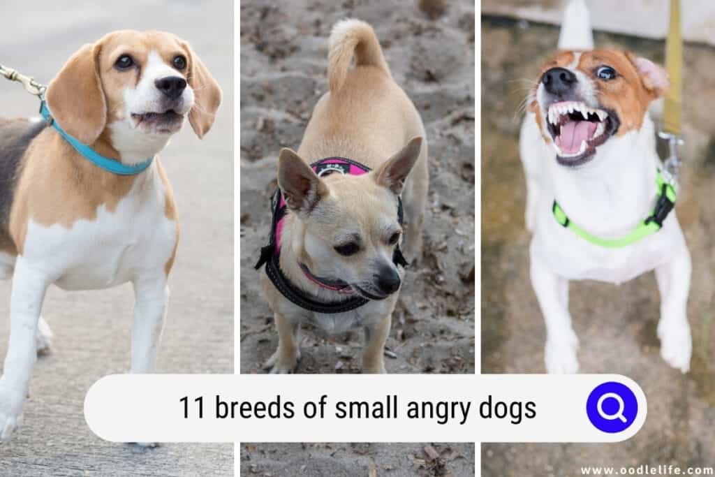 11 Breeds Of Small ANGRY Dogs (Photos) - Oodle Life
