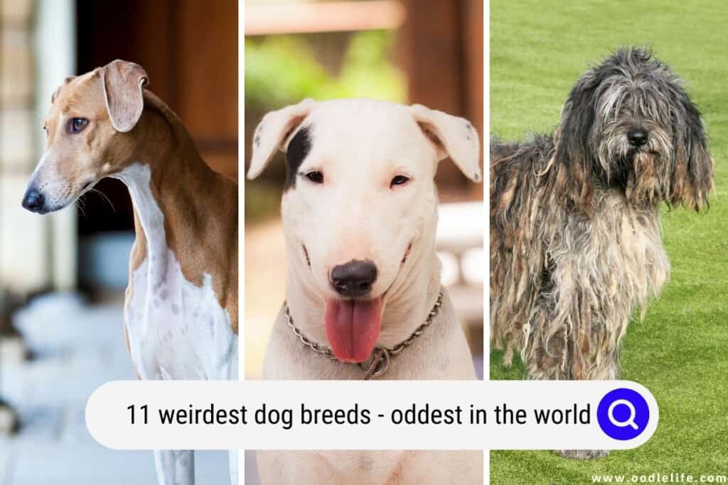 11 WEIRDEST Dog Breeds: Oddest In The World - Oodle Life