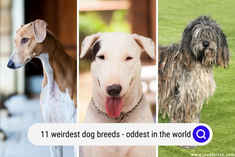 11 WEIRDEST Dog Breeds: Oddest In The World - Oodle Life