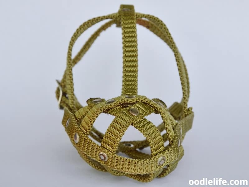 5 Best Muzzles For Yorkshire Terriers (Snout) - Oodle Life