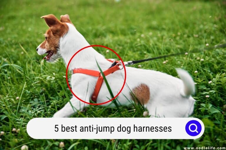 The 5 Best Anti-Jump Dog Harnesses! (2024) - OodleLife®
