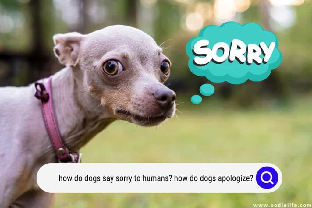 How Dogs Say Sorry To Humans? How Do Dogs Apologize? - Oodle Life