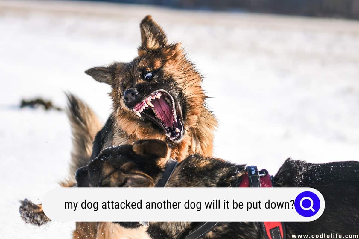 My Dog Attacked Another Dog Will It Be Put Down Oodle Life My Dog Attacked Another Dog Will It Be Put Down Oodle Life