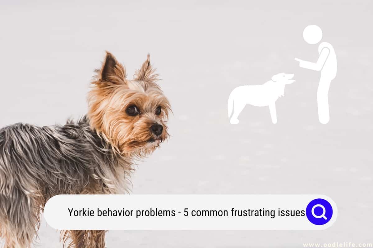 Yorkie Behavior Problems (5 Common FRUSTRATING Issues) - Oodle Life