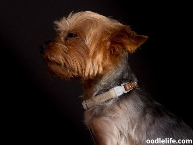 5 Best SAFE Yorkie Collars (Style And Tech) - OodleLife®