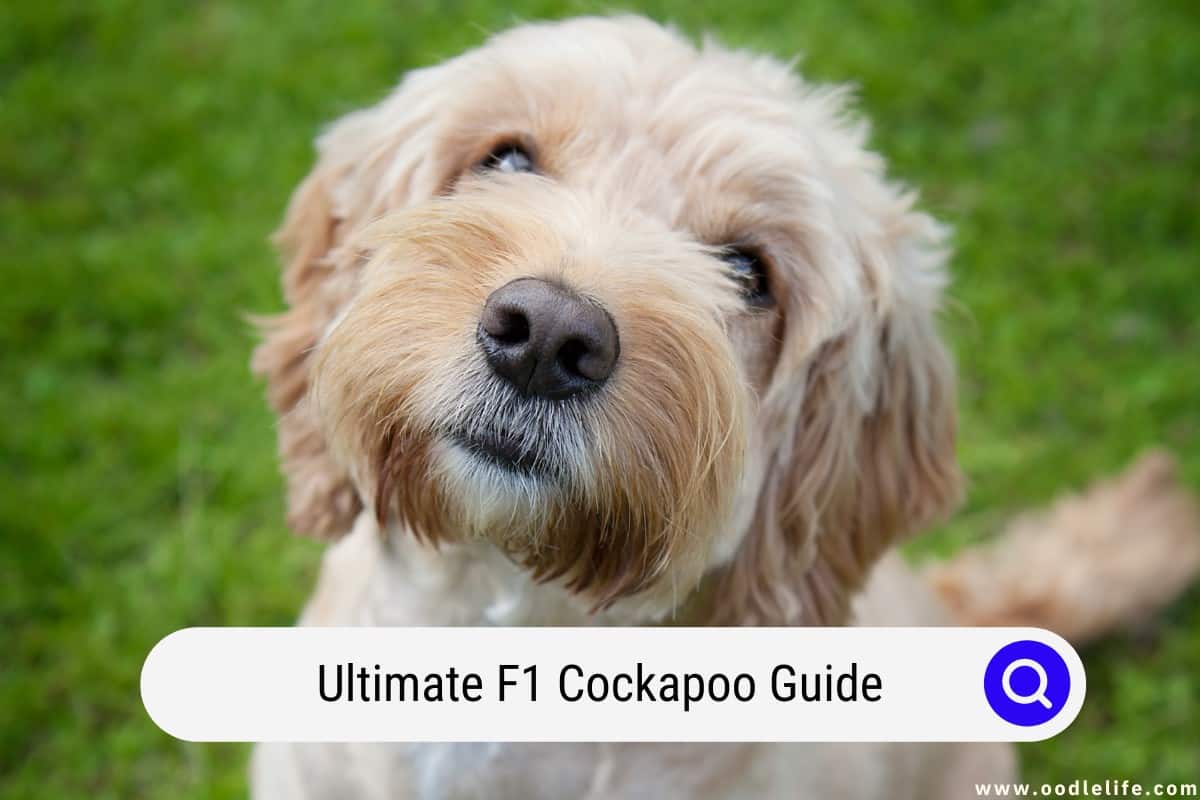 Ultimate F1 Cockapoo Guide (with Photos!) - Oodle Life