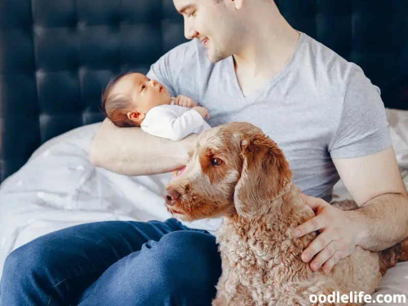 Why Are Dogs Gentle With Babies? - Oodle Life