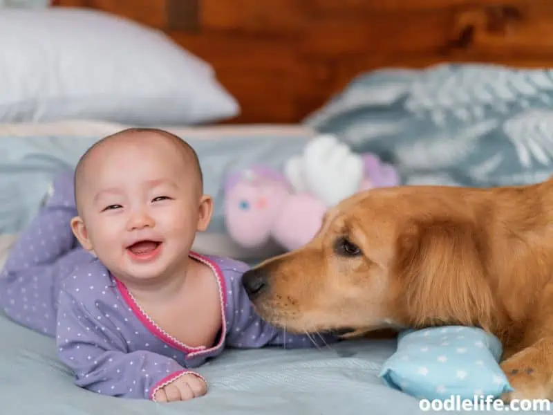 Why Are Dogs Gentle With Babies? - Oodle Life