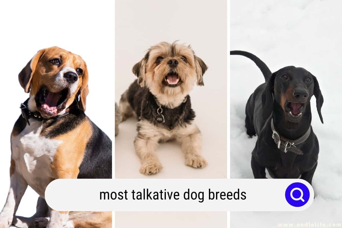 10 Most Talkative Dog Breeds (+Photos) Most Vocal - OodleLife®