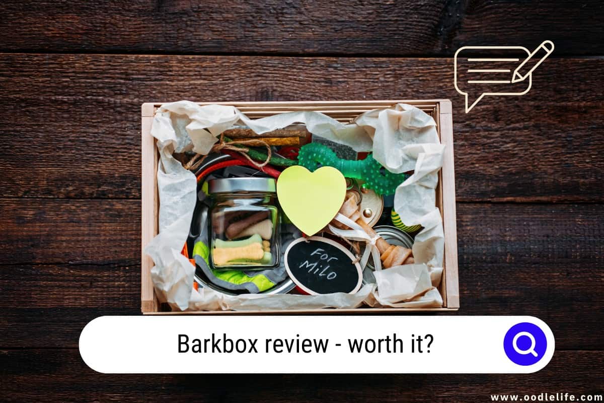 Barkbox Review (Worth It?) - Oodle Life