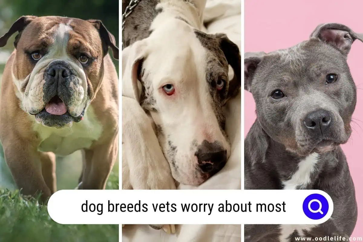 Dog Breeds Vets WORRY About Most (with Photos) - OodleLife®