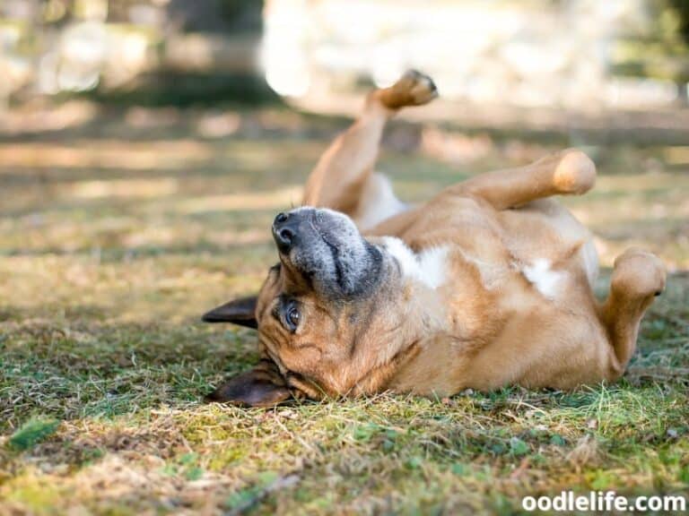 Why Do Dogs Roll In The Grass? [Explained] - Oodle Life
