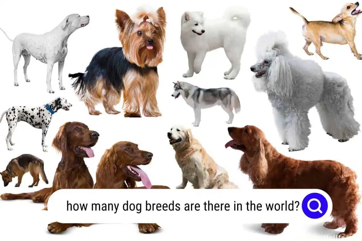 How Many Breeds Of Dog Are There