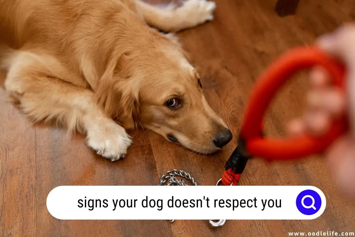 Signs Your Dog Doesn't Respect You [6 CLUES To Monitor] - OodleLife®
