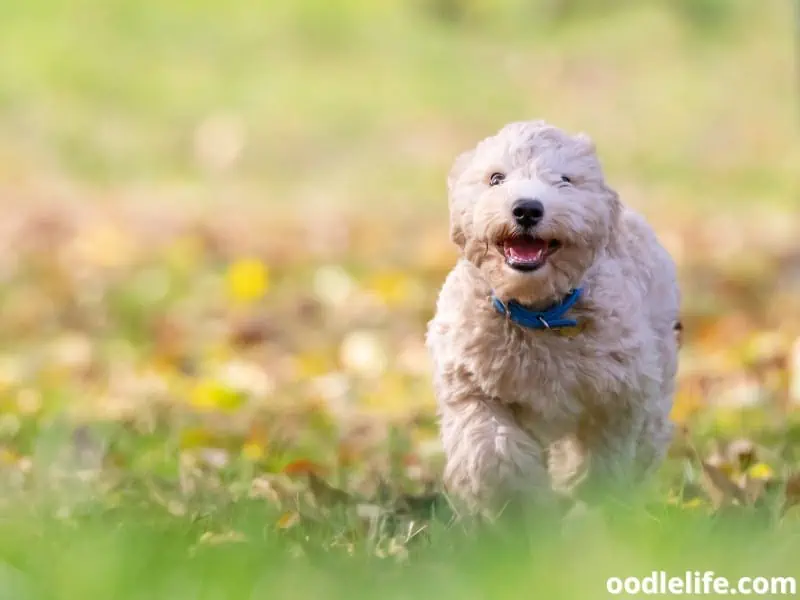 Bichon Poodle Mix Guide (Poochon Guide With Photos) - Oodle Life
