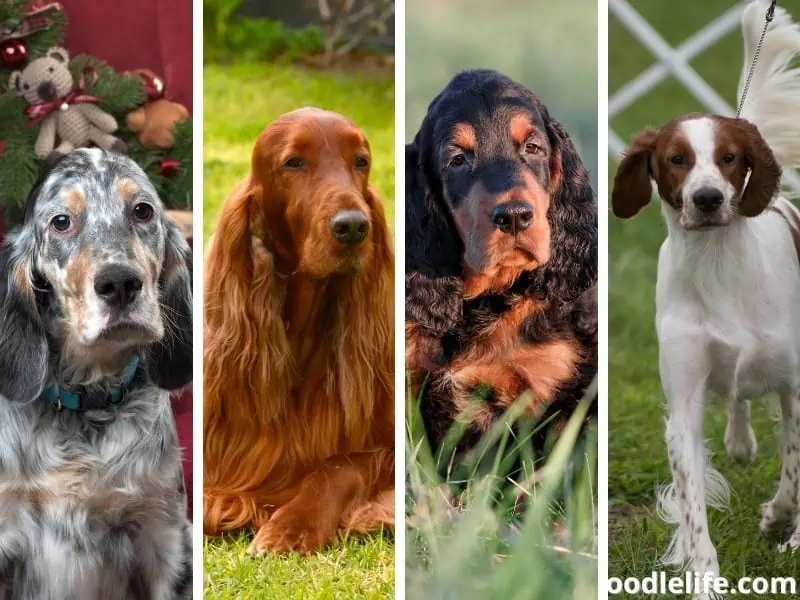 How Do Dogs Point? Unveiling Their Intriguing Behavior - Oodle Life