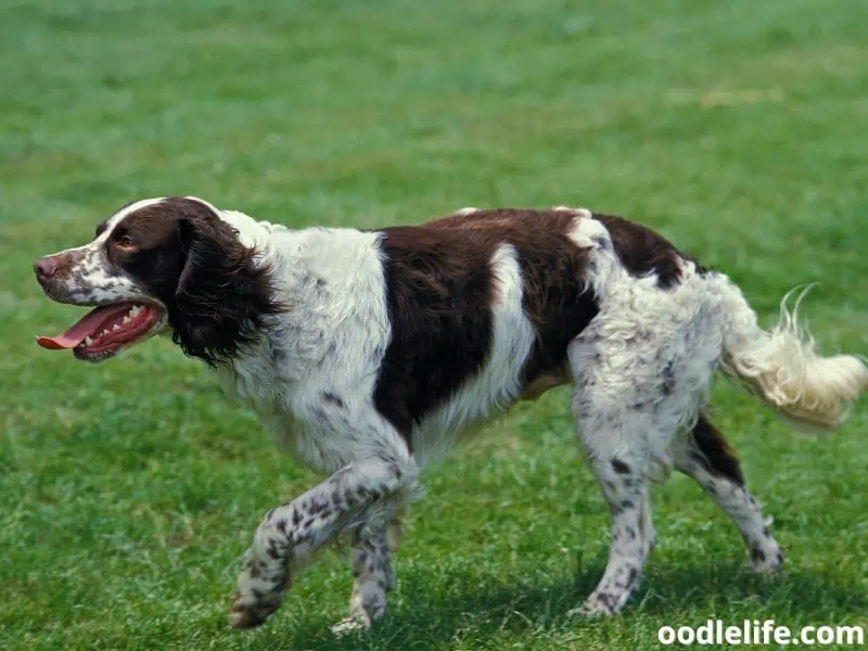 How Do Dogs Point? Unveiling Their Intriguing Behavior - Oodle Life
