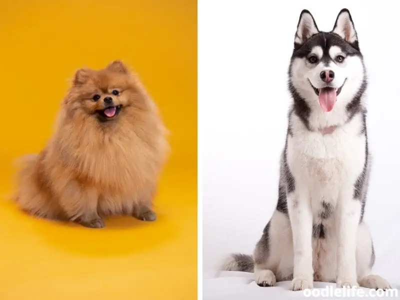 Pomsky Guide And Photos: What You NEED To Know - OodleLife®