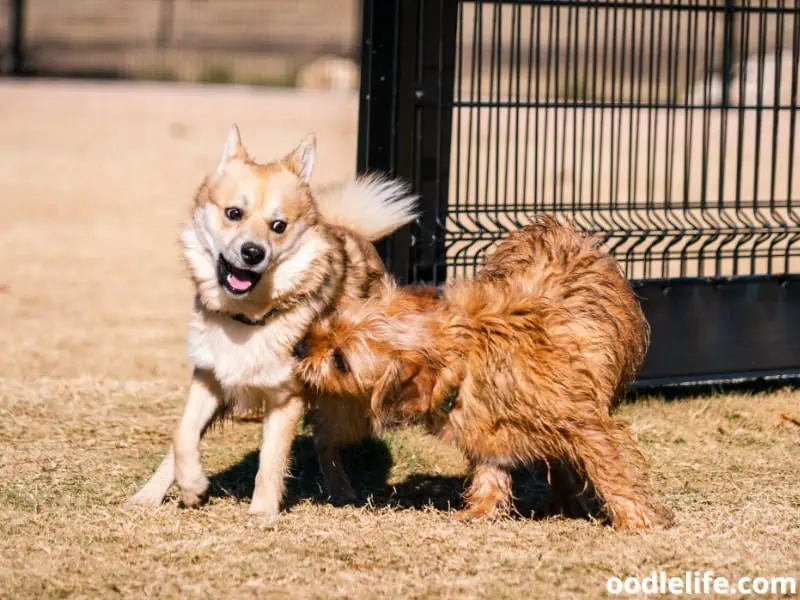 Pomsky Guide And Photos: What You NEED To Know - OodleLife®